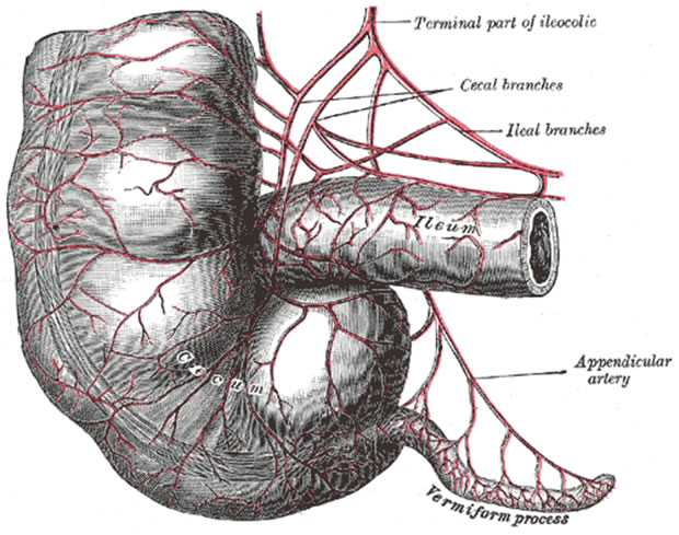 Appendix Vermiformis Zdravlje Appendix Vermiformis Zdravlje