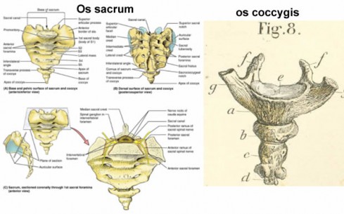 Os sacrum i os coccygis - Zdravlje