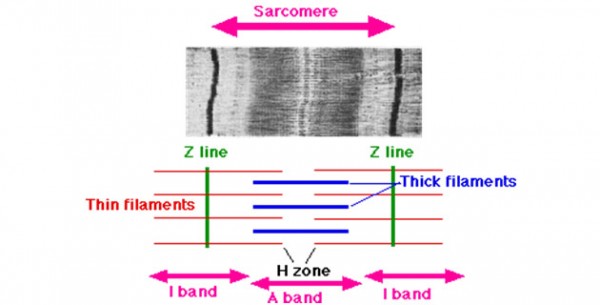 Sarkomera - Zdravlje