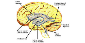 Ventriculus tertius - Zdravlje